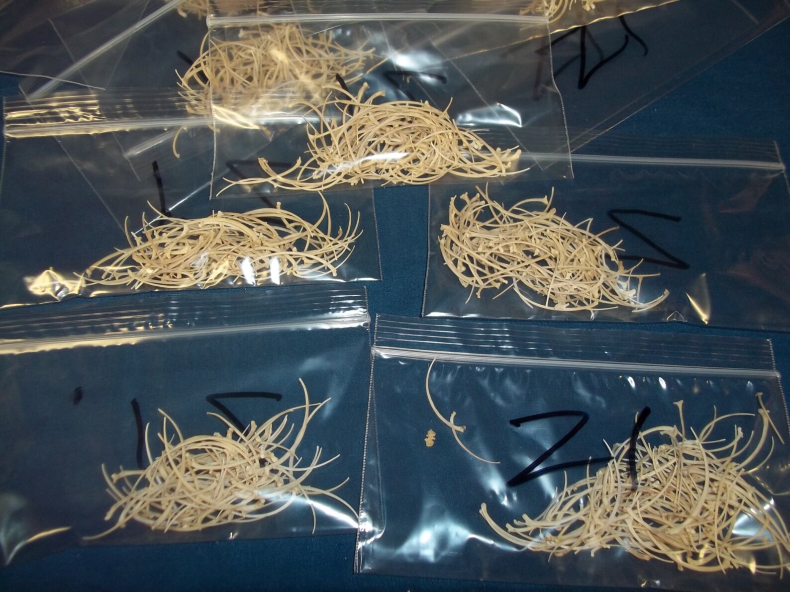 1 bag Real animal bone rattle snake Ribs western diamond back | Etsy