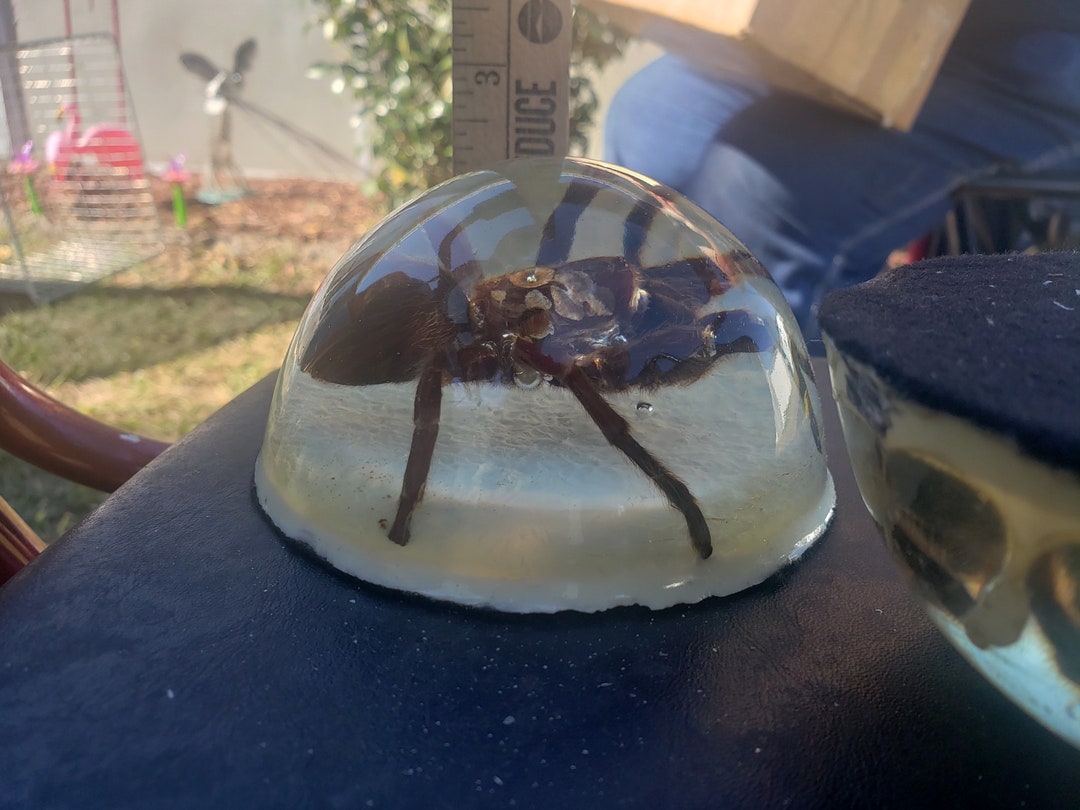 1 tarantula spider paperweight real weird part piece taxidermy - Etsy ...