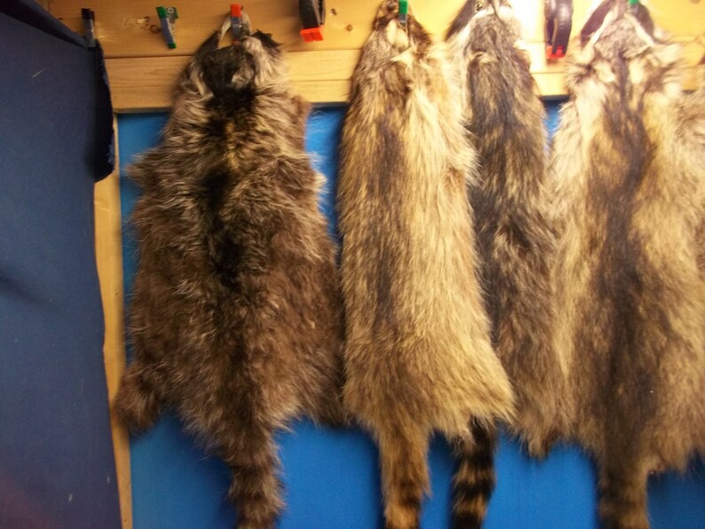 1 Tanned Raccoon Fur Hide Pelt Real Animal Skin Taxidermy Rug Part ...