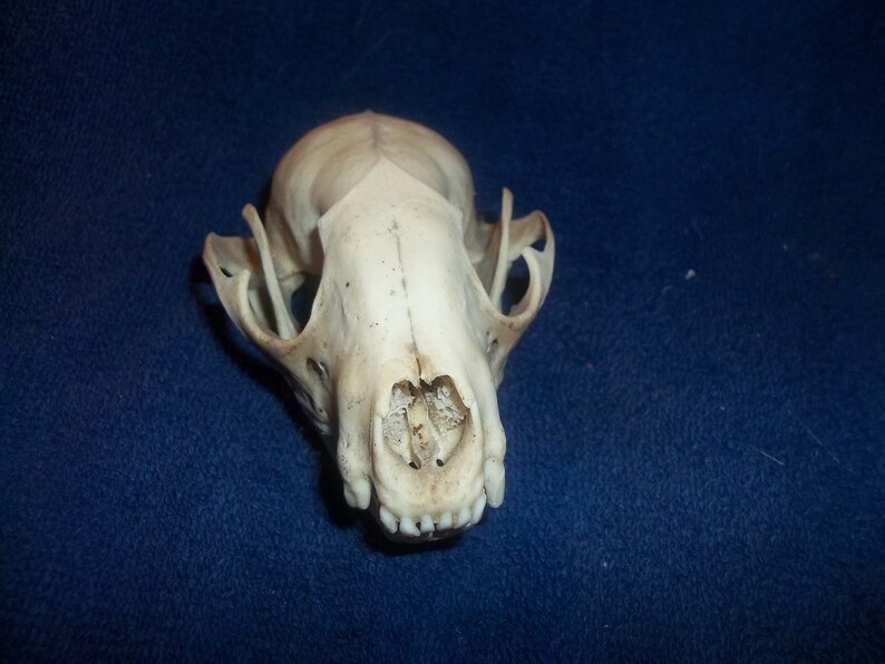 Real Animal Bone Mapache Cráneo cabeza esqueleto Parte dientes | Etsy