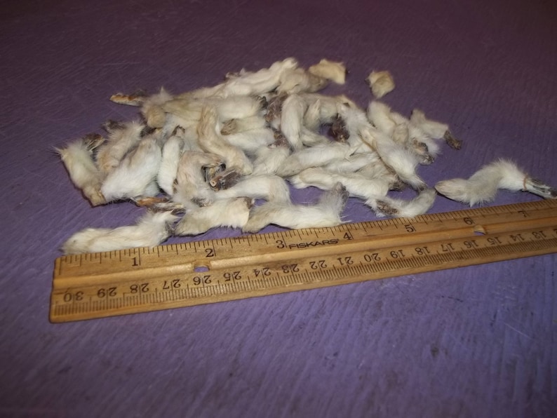 4 White Ermine Weasel Feet Real Animal Bone Taxidermy Weird - Etsy