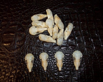 Real Mouse Skull | Etsy