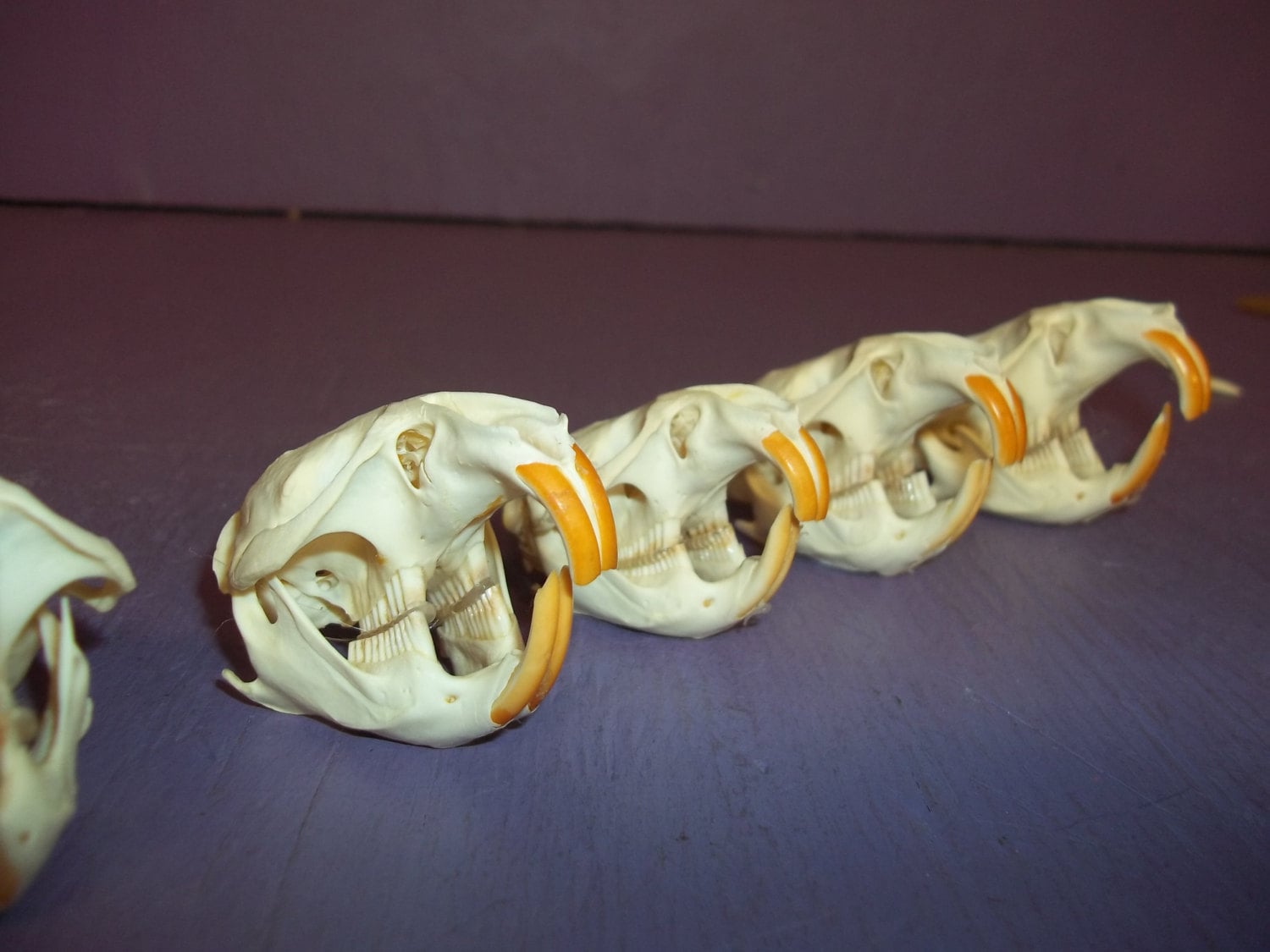 1 Real Animal Bone Muskrat skull Part teeth craft man cave | Etsy