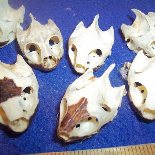 Stunning MEDIUM/LARGE Springbok Rug Throw Skin Pelt Hide | Etsy UK