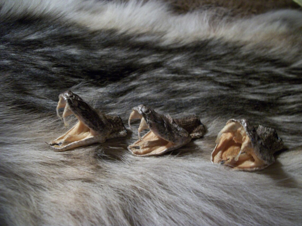1 Real Animal Taxidermy Stuffed Rattle Snake Head Skull Mount - Etsy