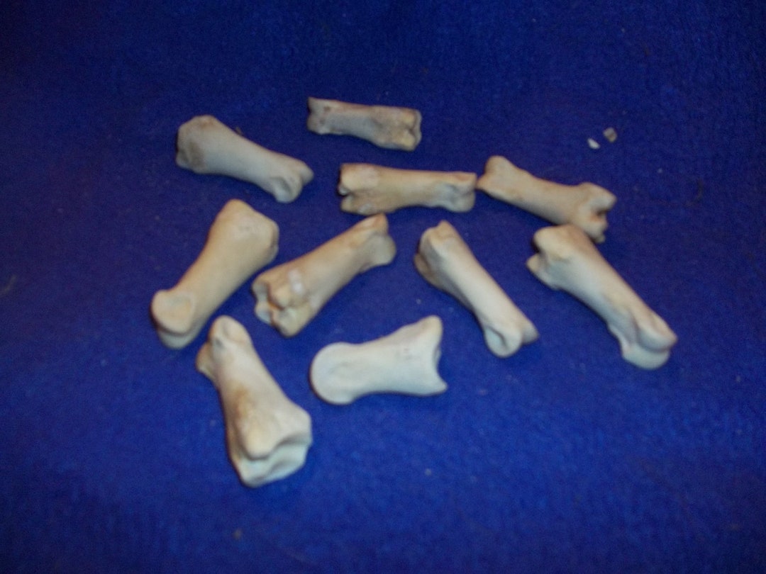 10 Real Animal Deer Toe Knuckle Bones Craft Supplies Part Piece Claws ...