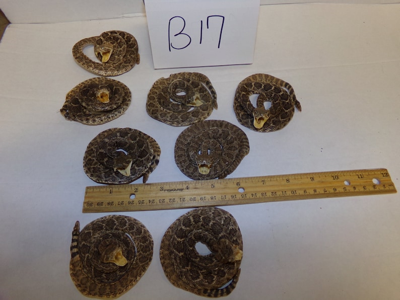 1 Real Animal Taxidermy Rattle Snake Coil Head Mount Reptile - Etsy