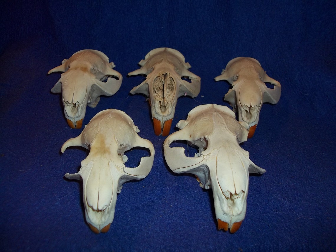 5 Real Animal Bone Beaver Skull Head Skeleton Taxidermy Craft Supply ...