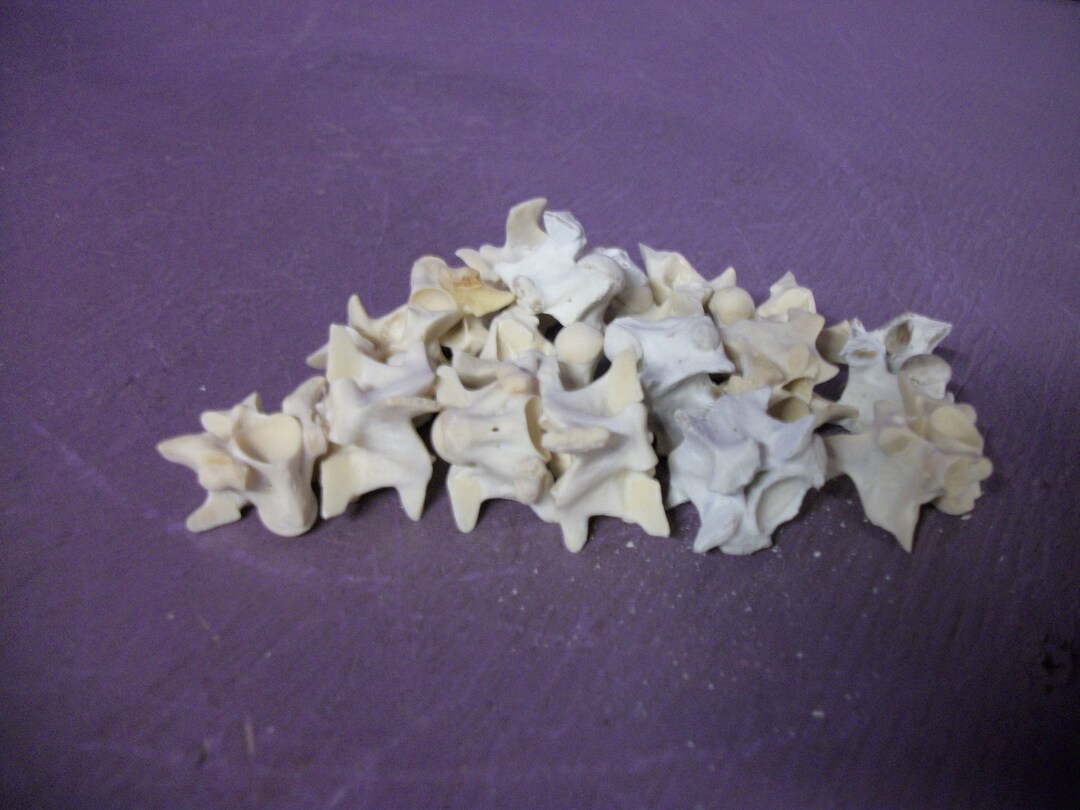 10 Extra Large Real Animal Back Bone Python Snake Vertebra - Etsy