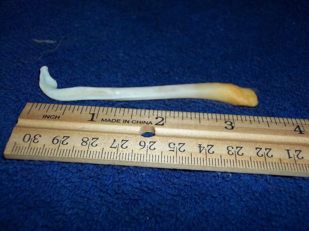 Real badger animal bone parts organ penis craft man cave - Etsy Österreich