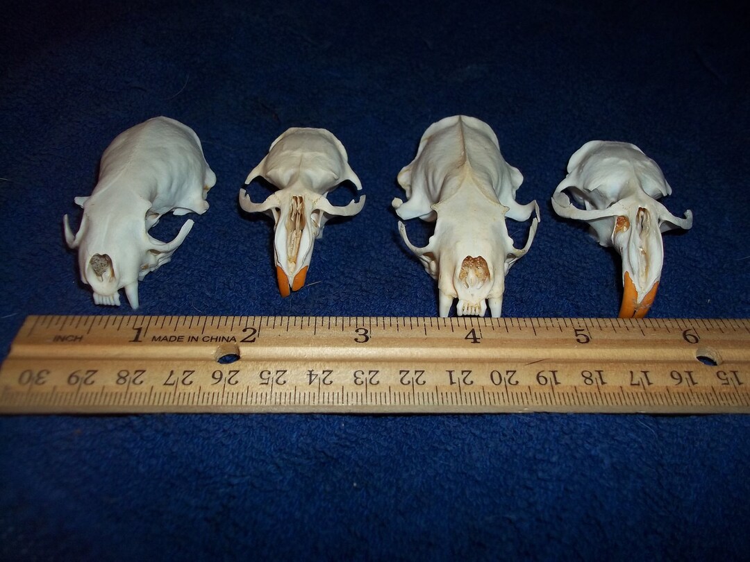 4 Real Animal Bone Taxidermy Mink Muskrat Skull Head Skeleton Craft ...