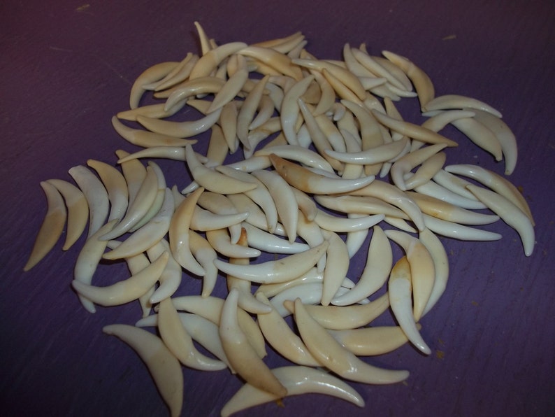 10 real animal bone fox fang teeth taxidermy skull head | Etsy