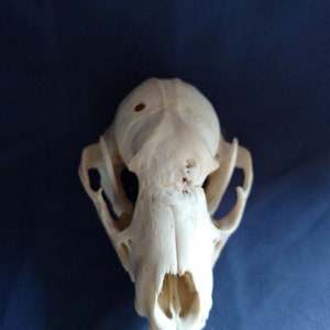 Real Animal Bone Raccoon Deformed Skull Skeleton Coon Head - Etsy