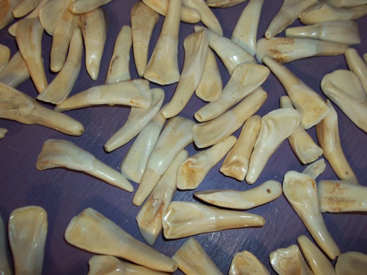 50 Real Animal Bone Buffalo Teeth Taxidermy Head Skull Skeleton Parts ...