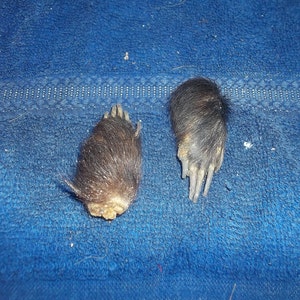 2 Skunk Feet Real Animal Bone Parts Weird Taxidermy Foot Craft Supplies ...