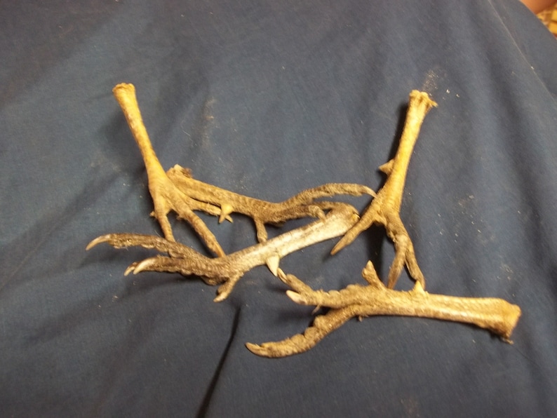 4 Real Animal Bird Bone Pheasant Feet Tanned Parts - Etsy