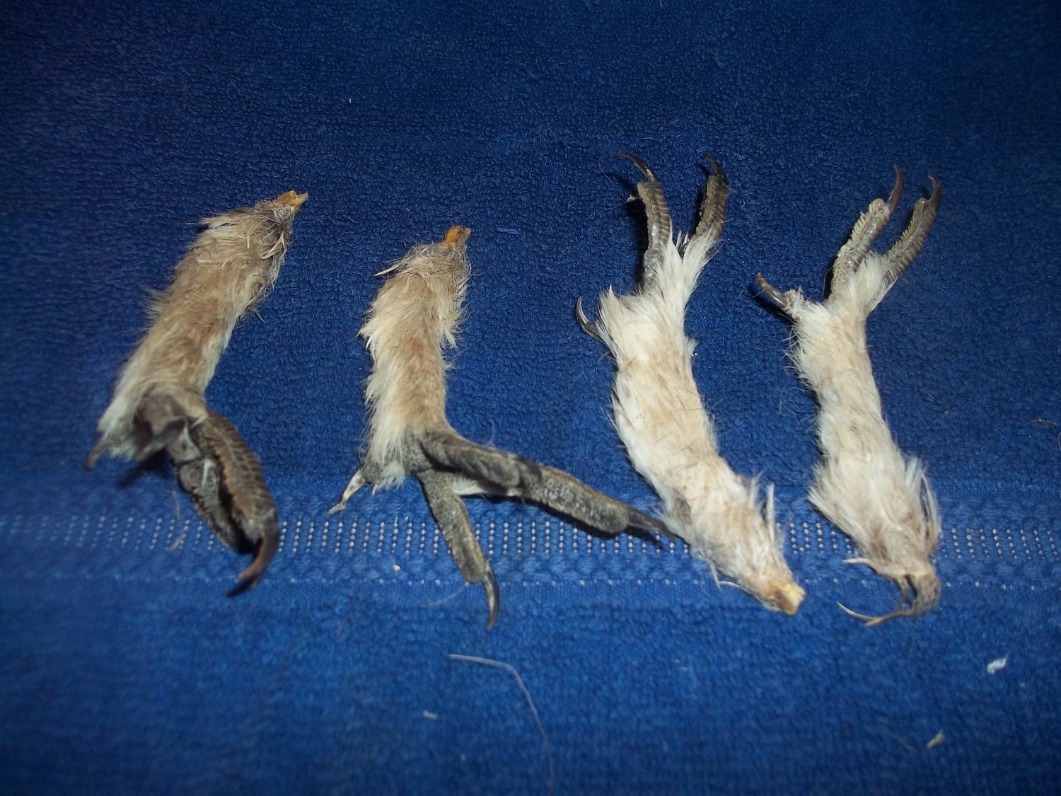 4 grouse feet real animal bird bone weird craft taxidermy leg | Etsy