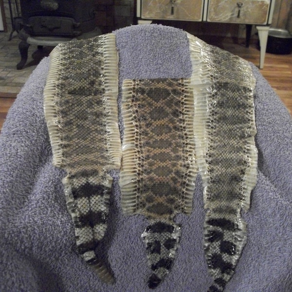 Real Snake Skin - Etsy