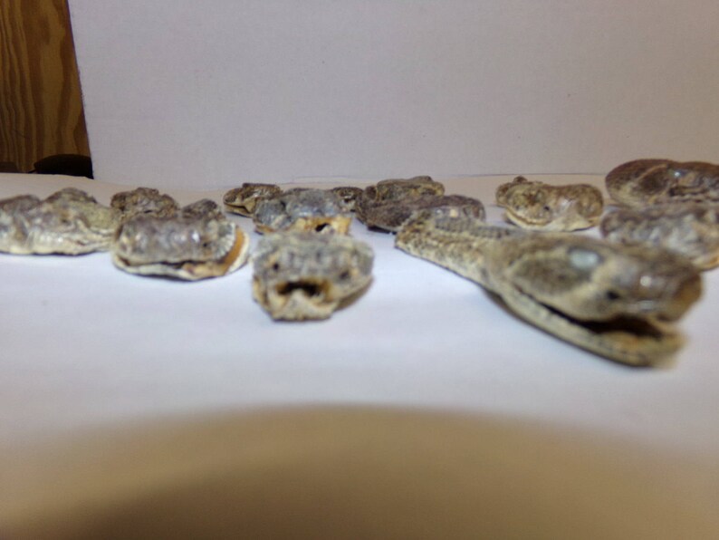 3 Real Animal Taxidermy Rattle Snake Head Mount Reptile Part Fang Teeth ...