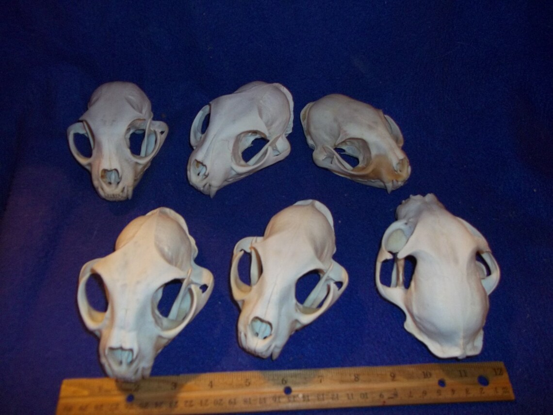 1 Real Animal Bone Bobcat Skull Parts Teeth Craft Good - Etsy