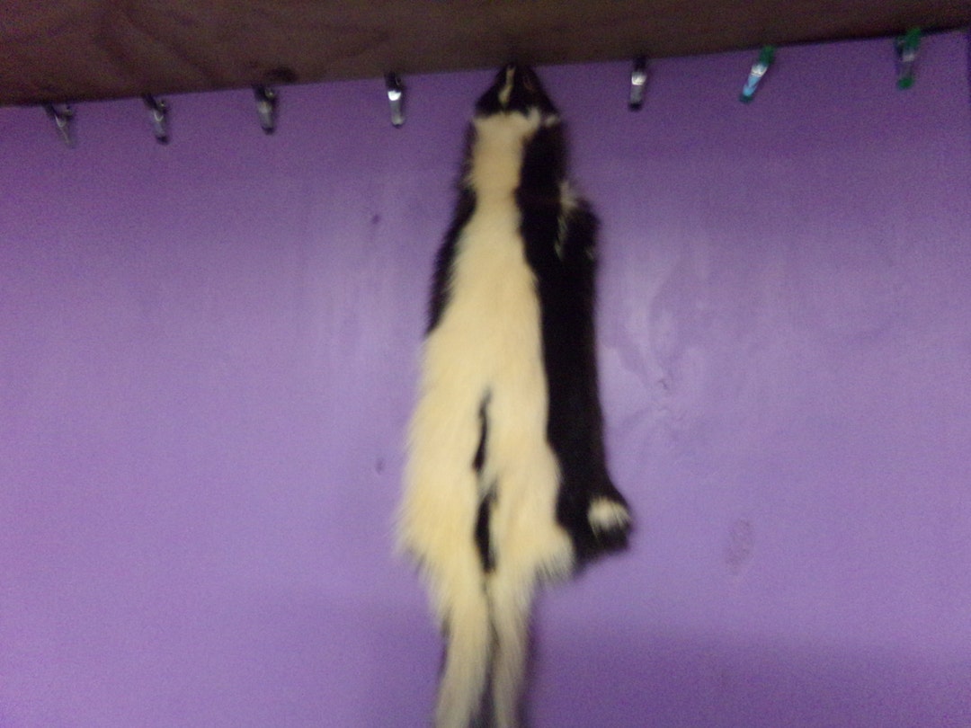 1 Tanned Piebald Skunk Fur Hide Pelt Real Animal Skin Taxidermy Polecat ...