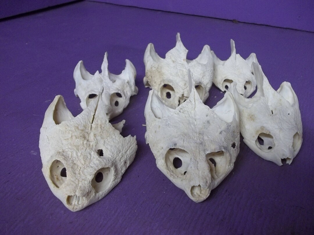 1 Real Animal Bone Part Snapping Turtle Head Skull Top Weird Taxidermy ...