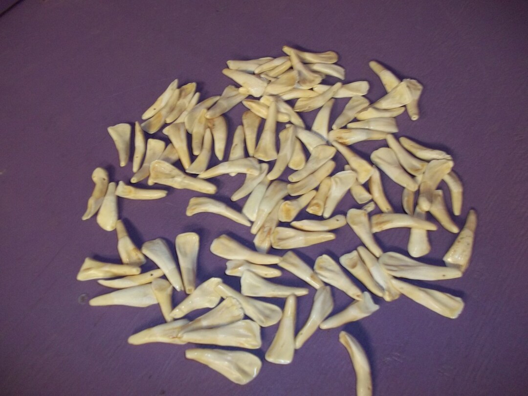 50 Real Animal Bone Buffalo Teeth Taxidermy Head Skull Skeleton Parts ...
