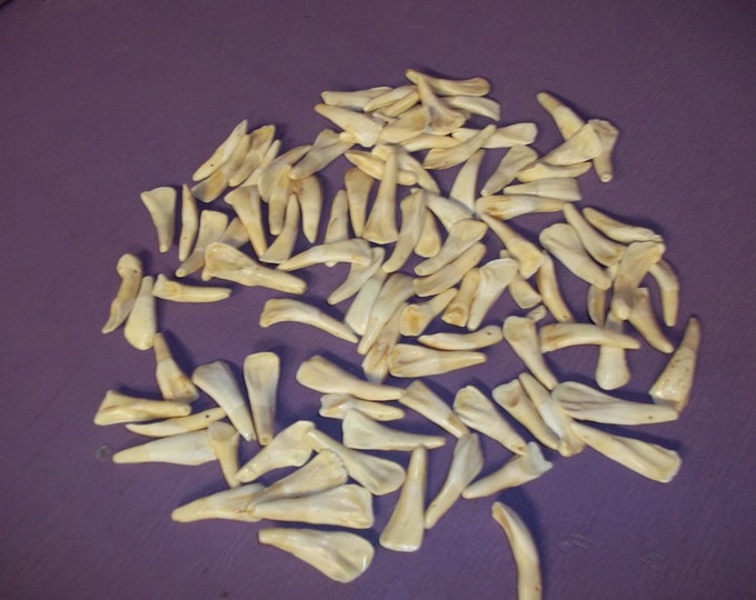 50 Real Animal Bone Buffalo Teeth Taxidermy Head Skull Skeleton Parts ...