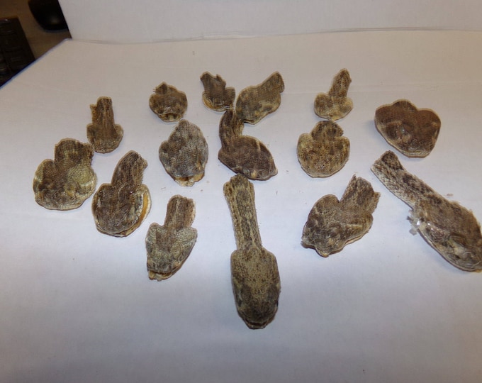 3 Real Animal Taxidermy Rattle Snake Head Mount Reptile Part Fang Teeth ...