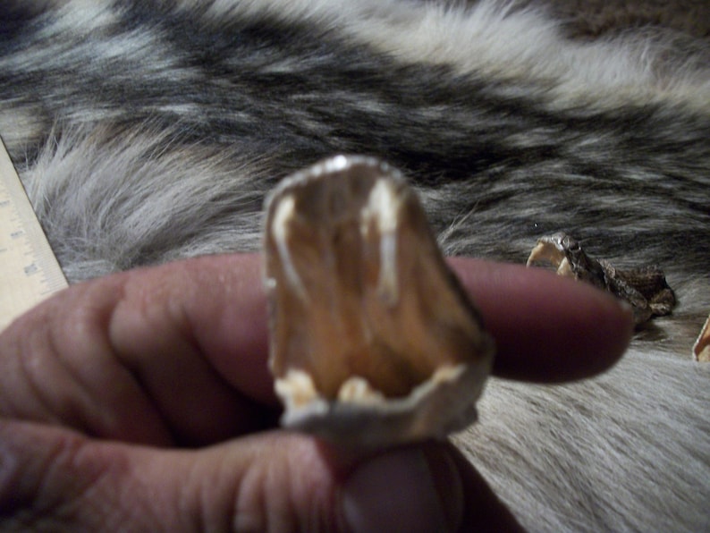 1 Real Animal Taxidermy Stuffed Rattle Snake Head Skull Mount | Etsy