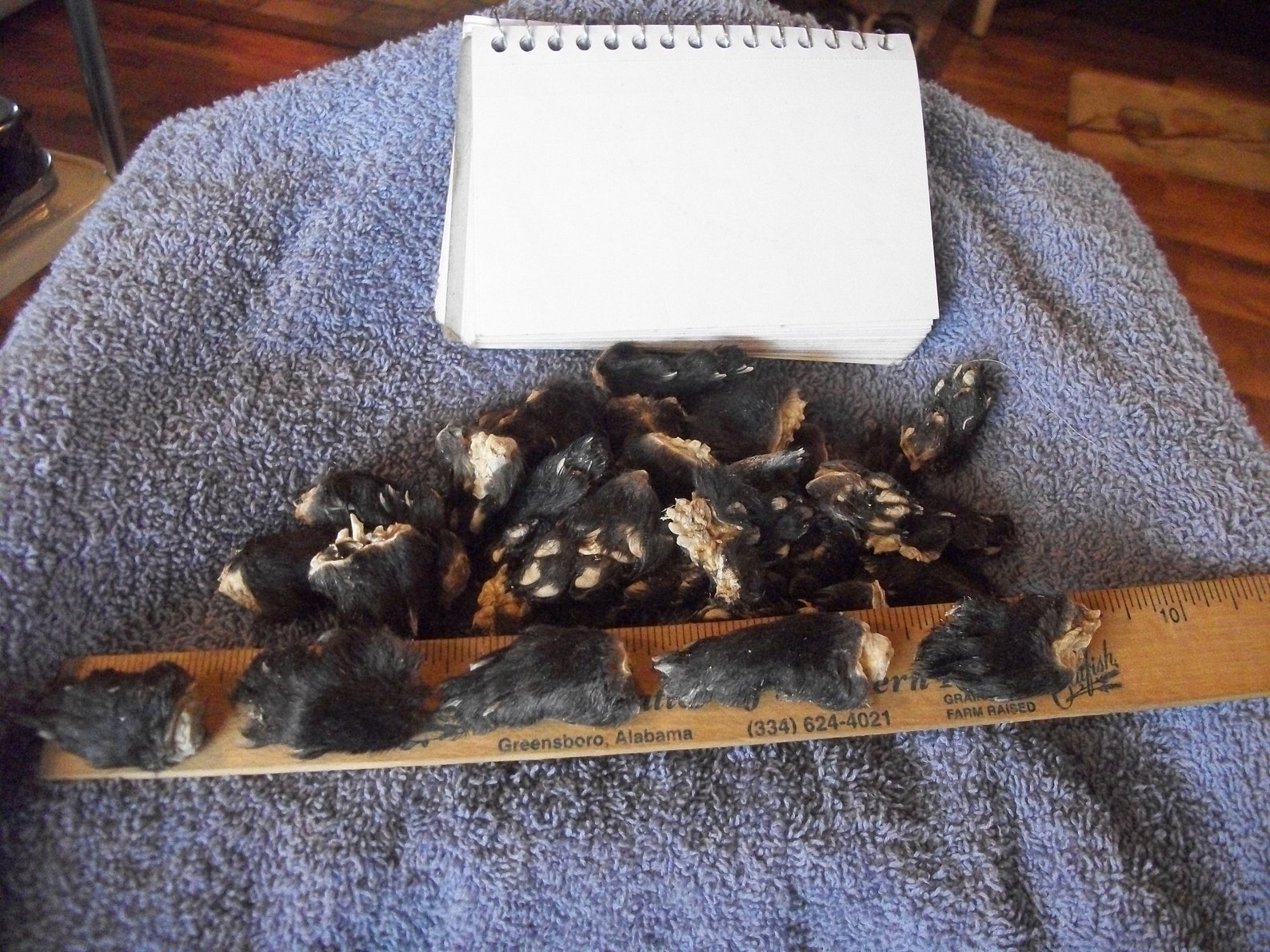 10 Black Mink Feet Real Animal Bone Taxidermy Weird Craft Parts Claws ...