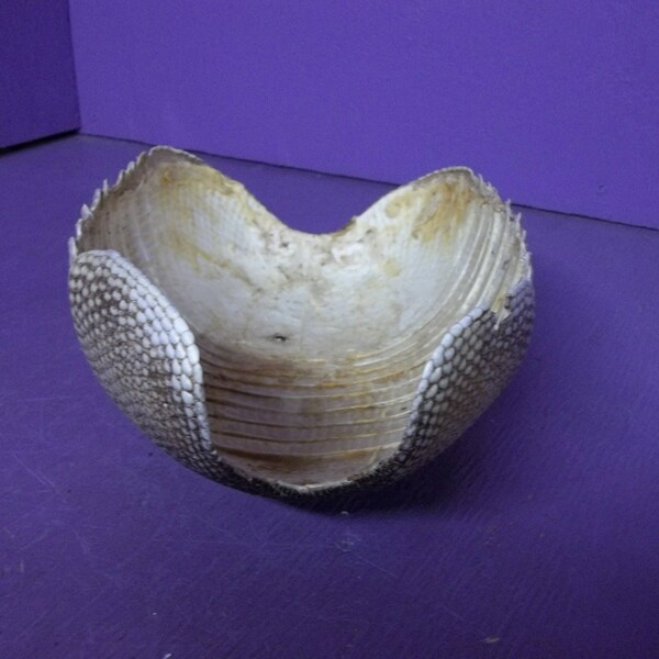 Armadillo Shell - Etsy