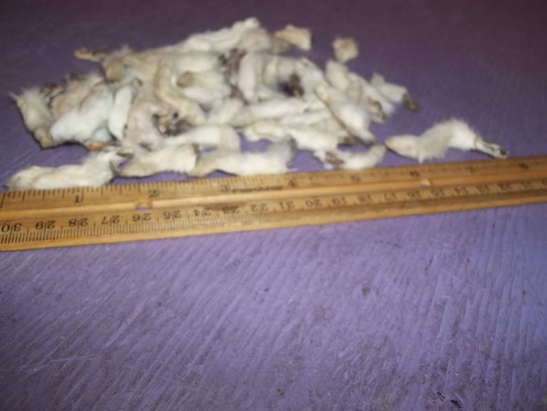 4 White Ermine Weasel Feet Real Animal Bone Taxidermy Weird - Etsy