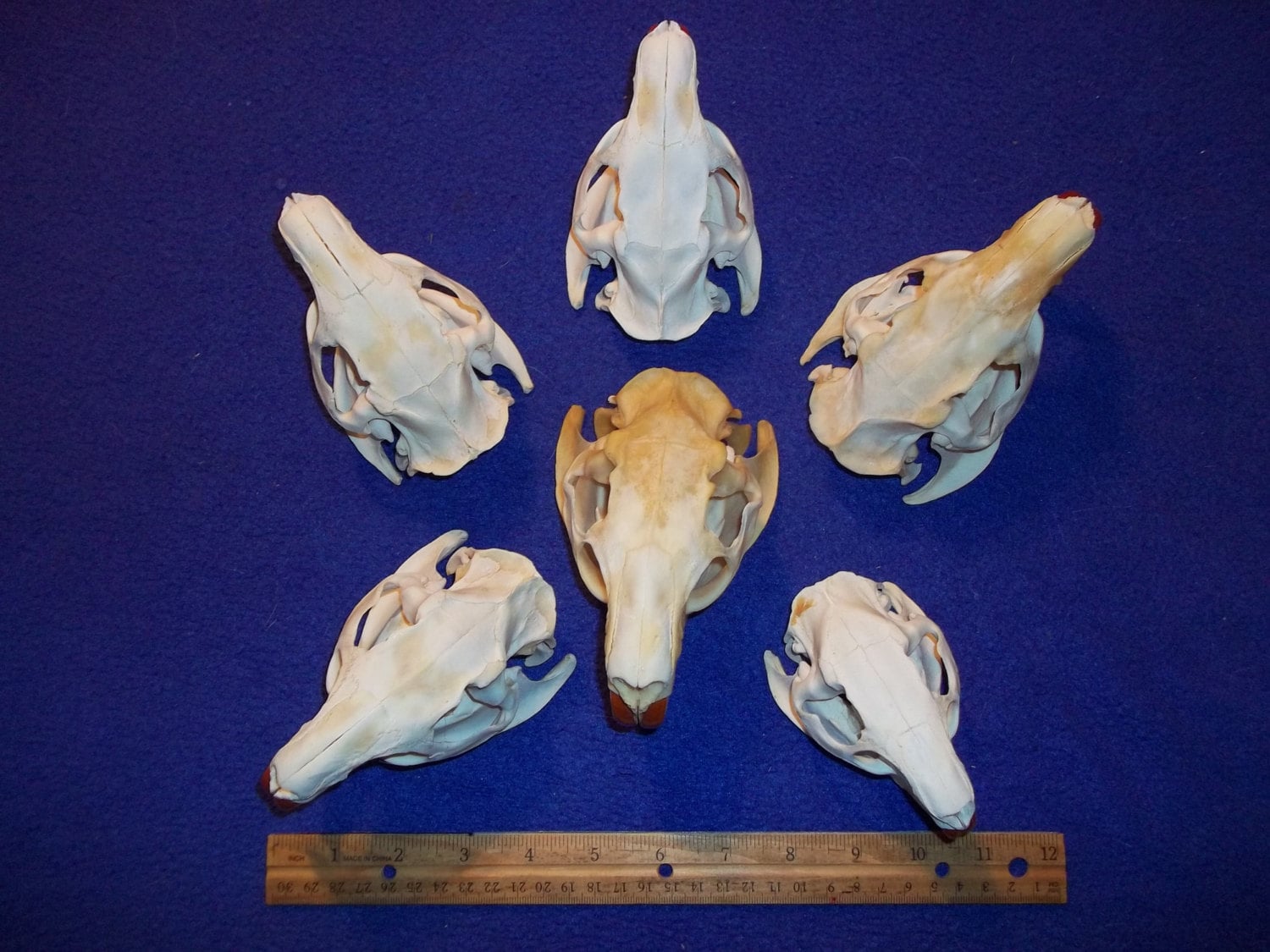 1 Real animal nutria rat rodent bone skull teeth craft good | Etsy