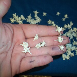 10 Med Real Animal Back Bone Rattle Snake Vertebra Skeleton Part Craft ...