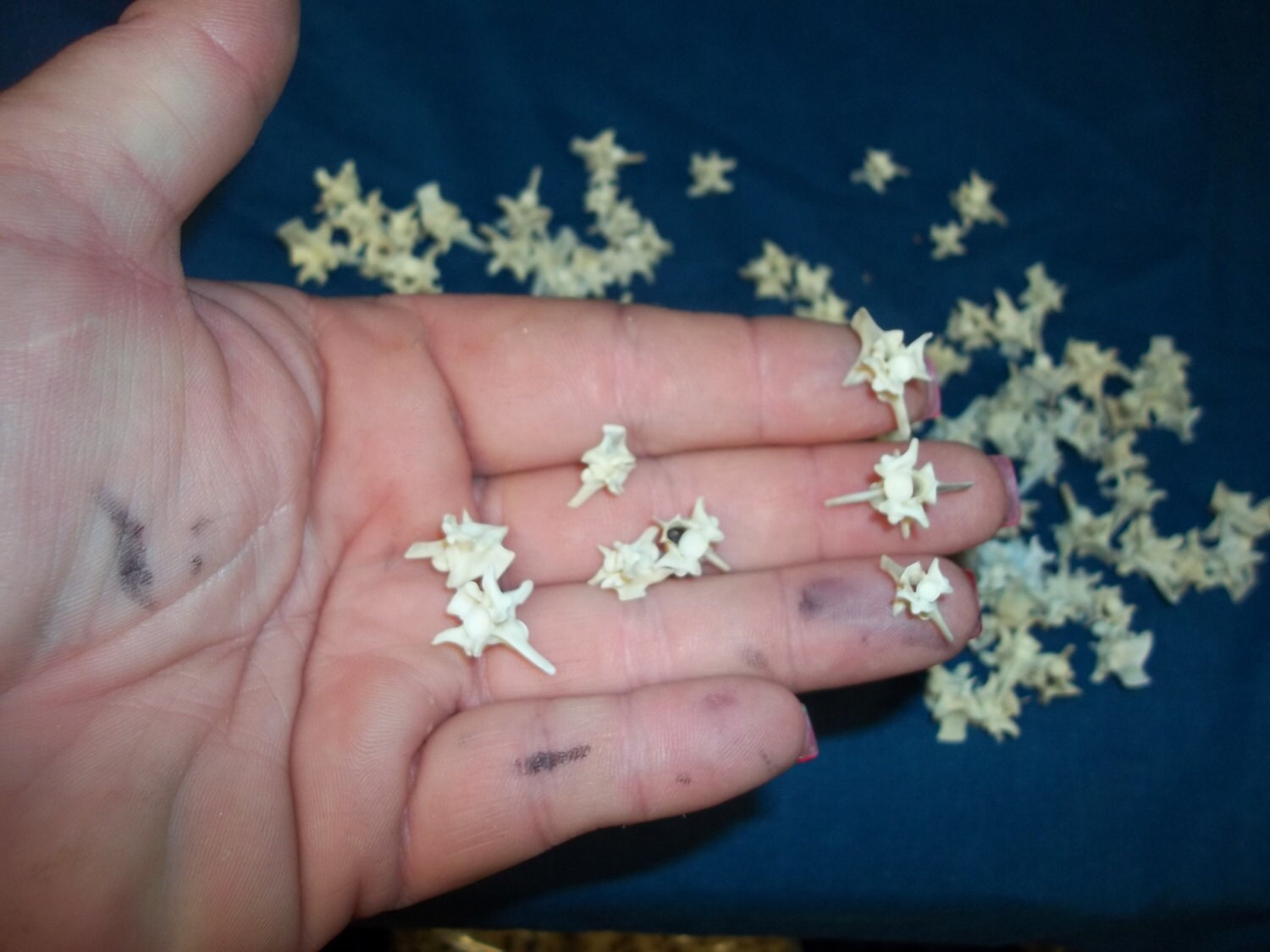 10 Med Real Animal Back Bone Rattle Snake Vertebra Skeleton | Etsy