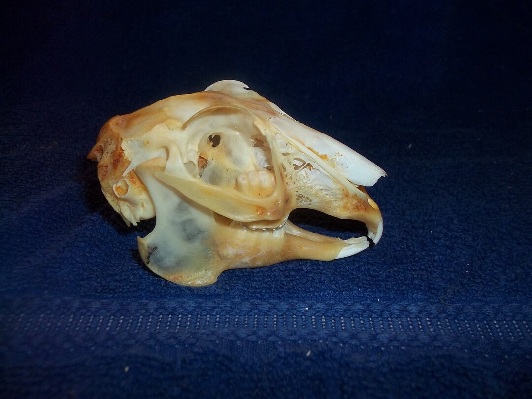 1 Jack Rabbit Skull Real Animal Bone Skeleton Part Teeth Rodent Man ...