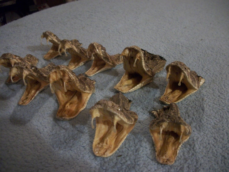 1 Real Animal Taxidermy Western Diamondback Rattle Snake Head - Etsy