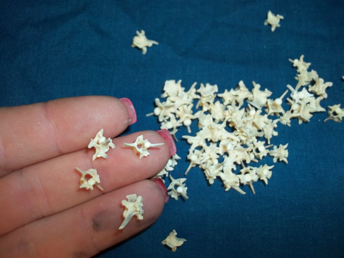 10 Sm Real Animal Back Bone Rattle Snake Vertebra Skeleton - Etsy