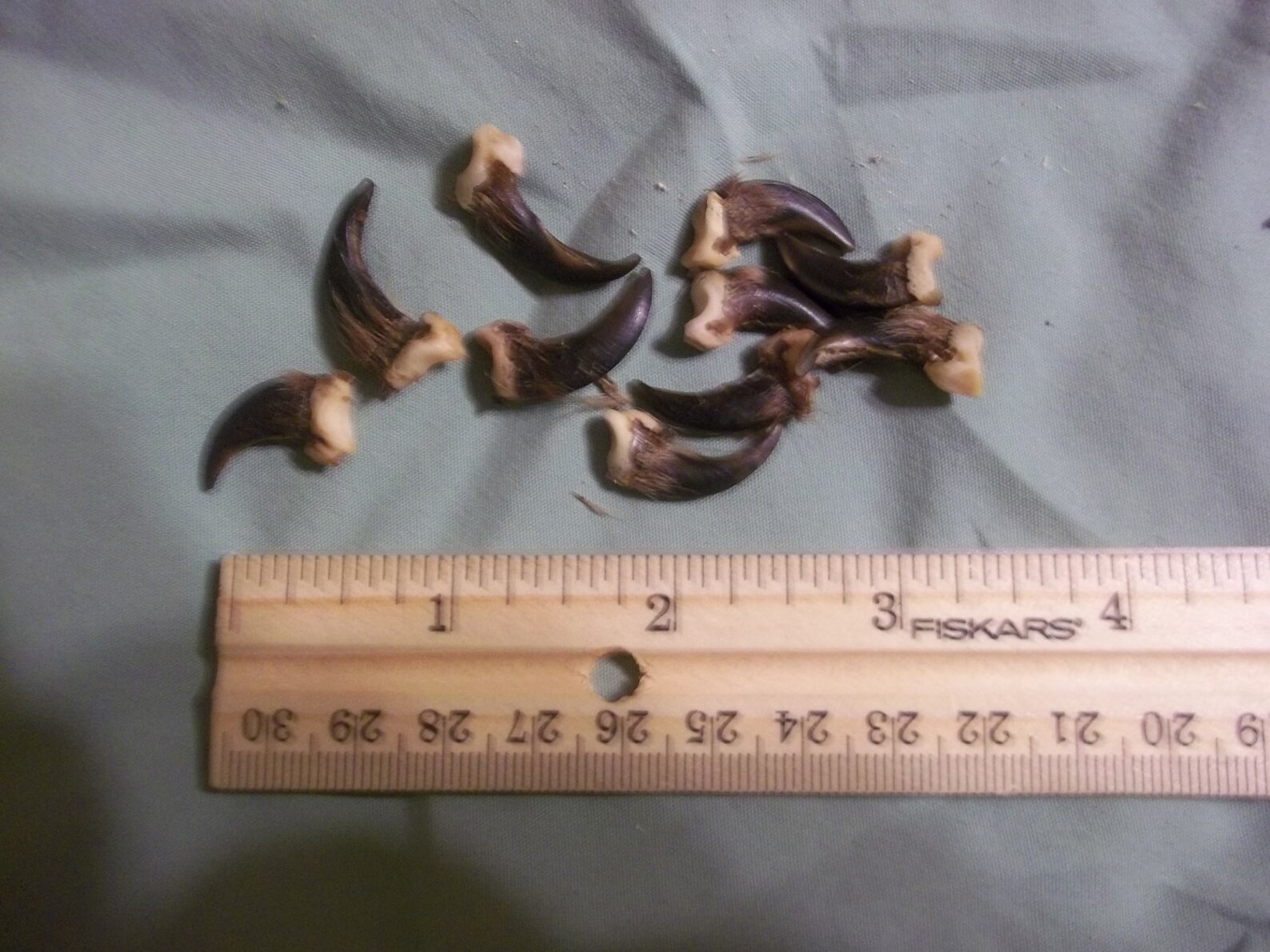 10 Real Animal Bone Coyote Taxidermy Foot Claws Nail Body - Etsy