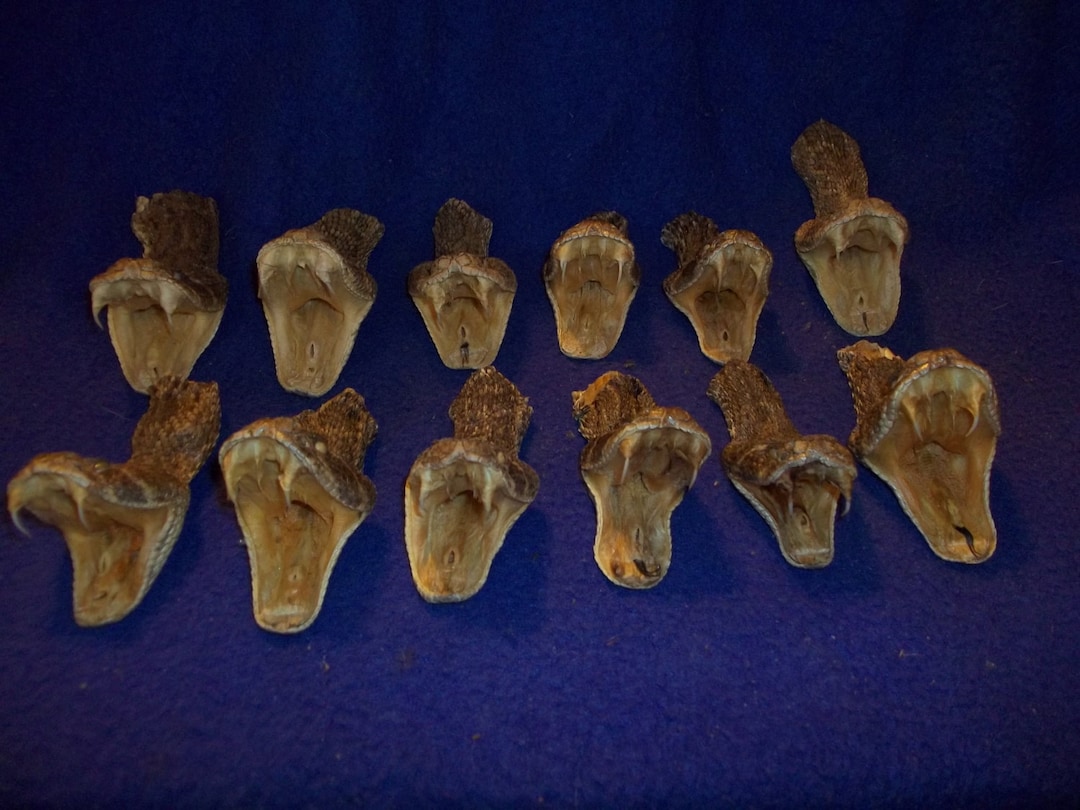 1 Real Animal Taxidermy Rattle Snake Head Mount Reptile Part Fang Teeth ...