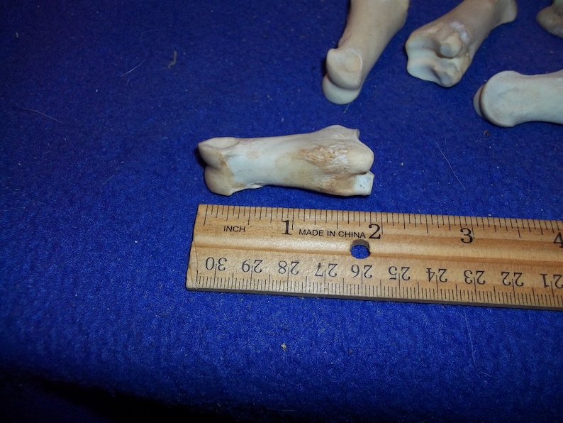 10 Real Animal Deer Toe Knuckle Bones Craft Supplies Part Piece Claws ...