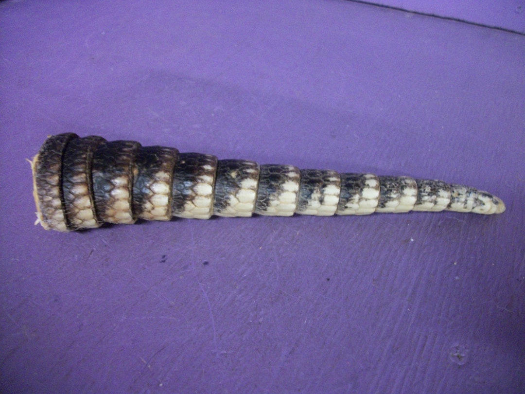 1 Armadillo Real Animal Taxidermy Tail Part Weird Skin Shell Craft ...