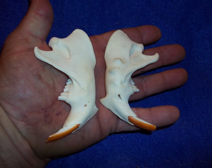 2 Real Animal Beaver Bone Jaws Teeth Head Skeleton Skull Taxidermy Part ...