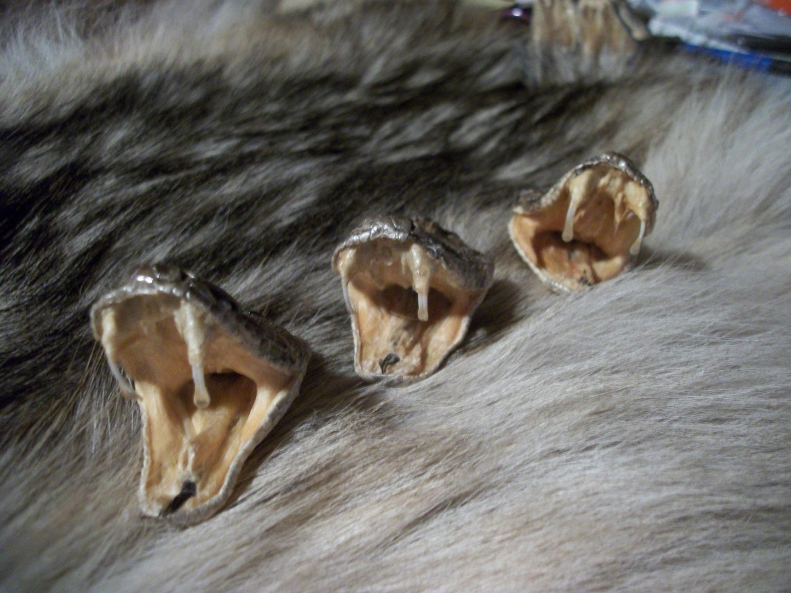 1 Real Animal Taxidermy Stuffed Rattle Snake Head Skull Mount | Etsy