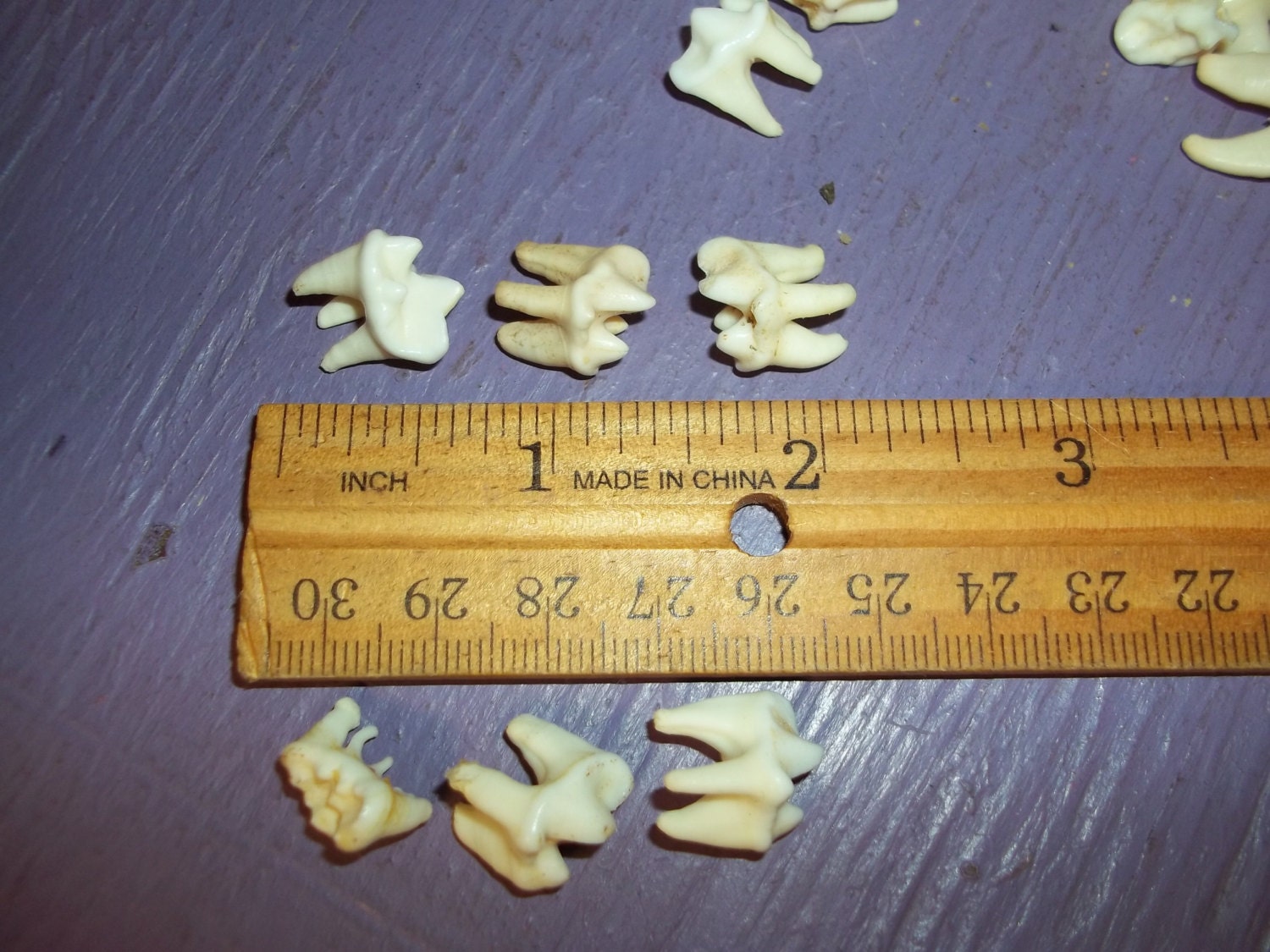 50 Real Animal Bone Raccoon Molar Teeth Taxidermy Head Skull - Etsy