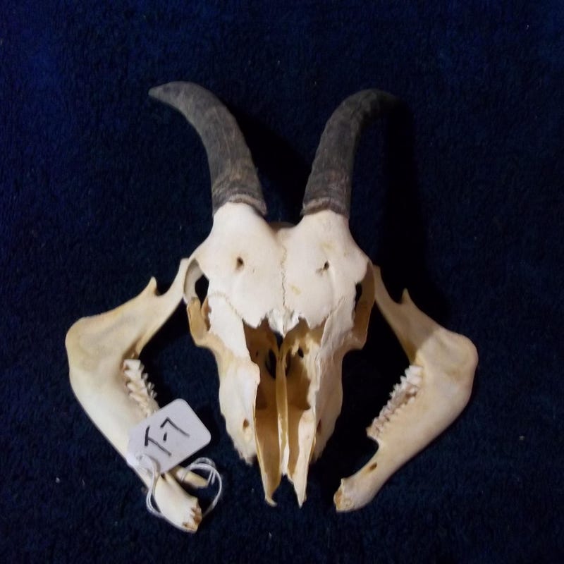 Real Goat Skull - Etsy