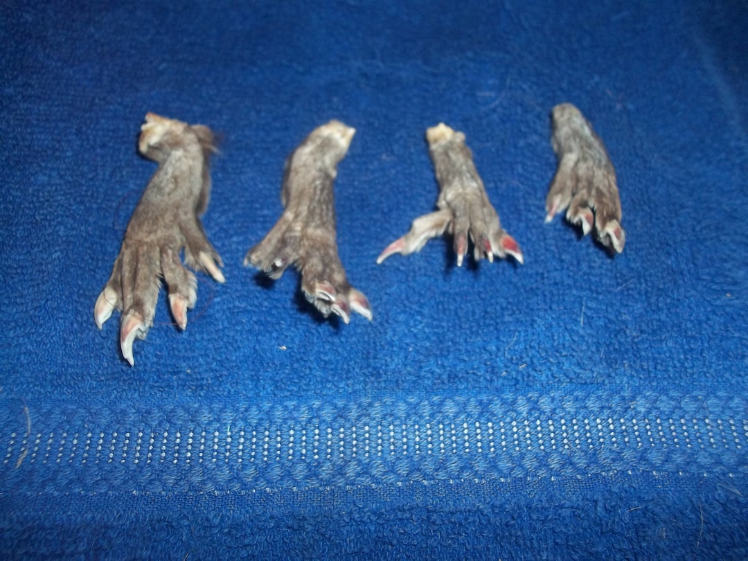 4 Muskrat Feet Real Animal Bone Taxidermy Weird Craft Parts Claws - Etsy