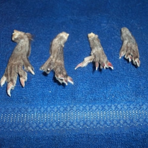 4 Muskrat Feet Real Animal Bone Taxidermy Weird Craft Parts Claws - Etsy