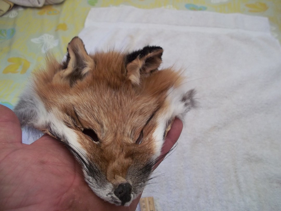 Real Animal Fur Tanned Red Fox Face Head Taxidermy Skin Pelt Hide Parts ...